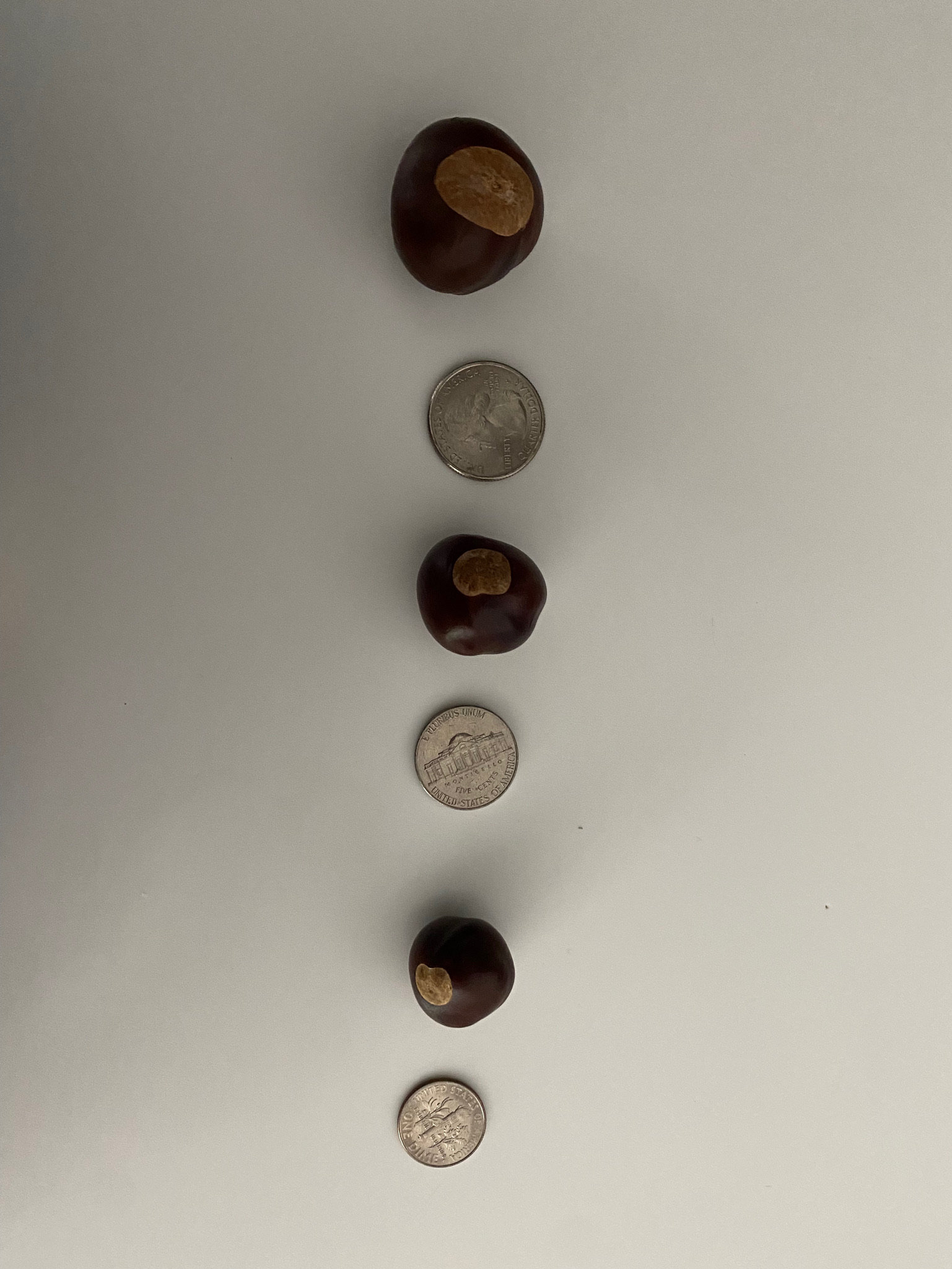 Dried Buckeye Nuts Local Pickup Only - Etsy