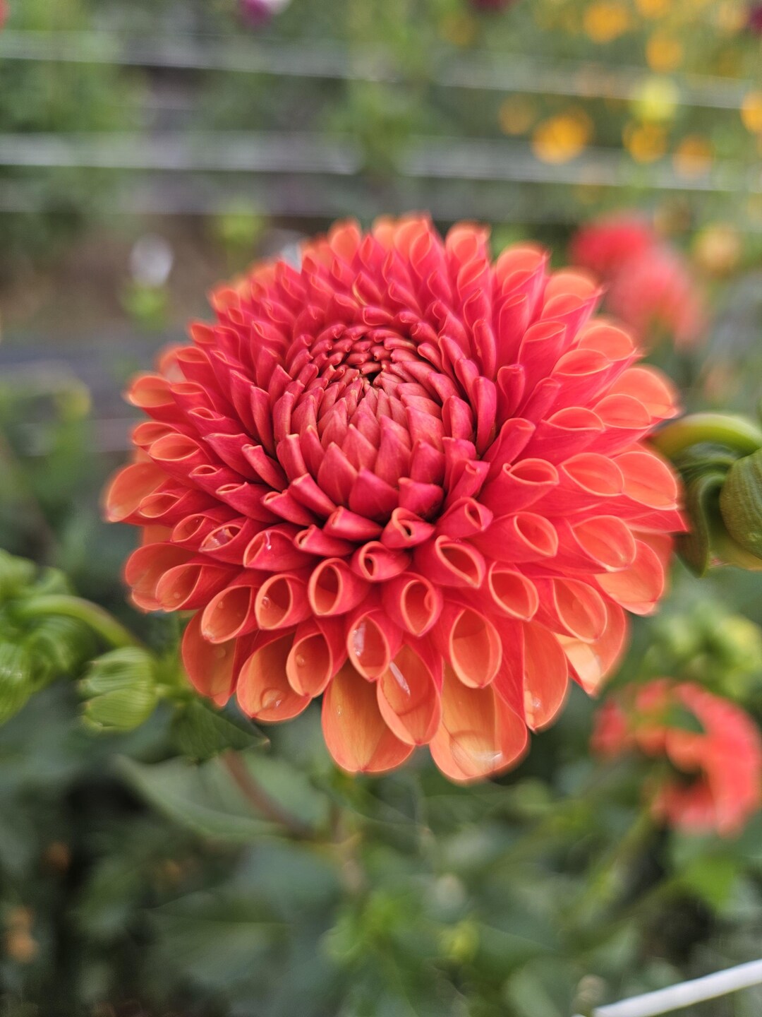 Valley Rust Bucket Dahlia Tuber-shipped in April - Etsy