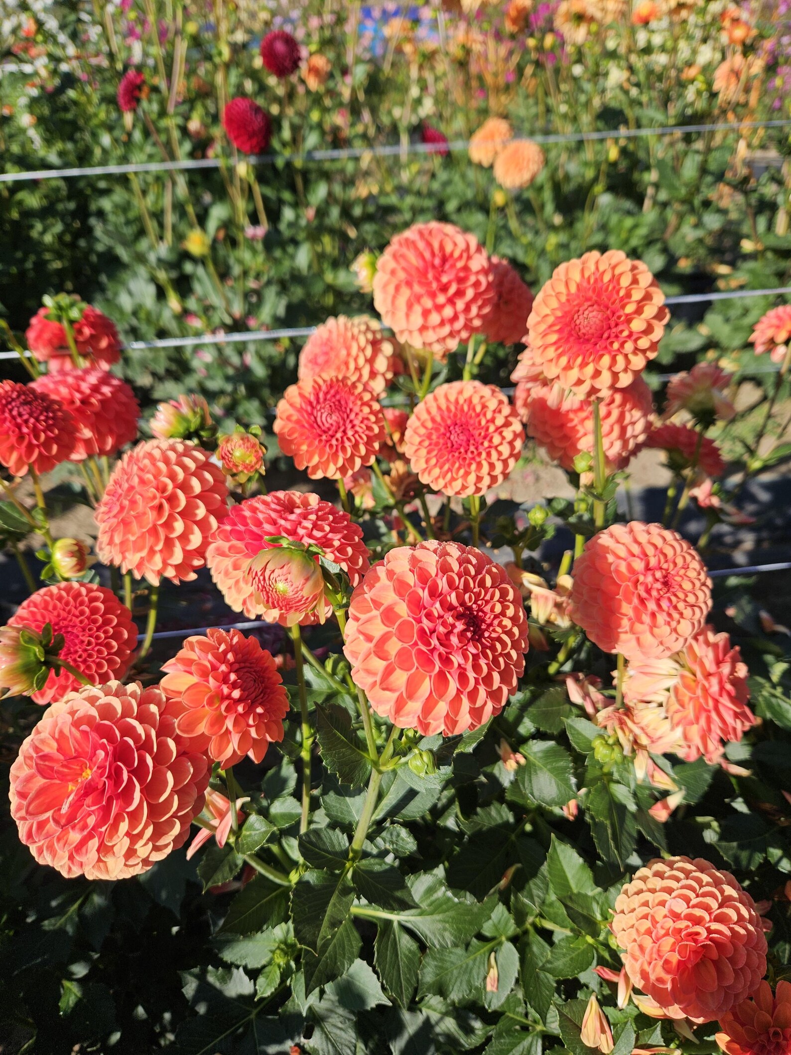 10 Valley Rust Bucket Bulk Tubers - Etsy