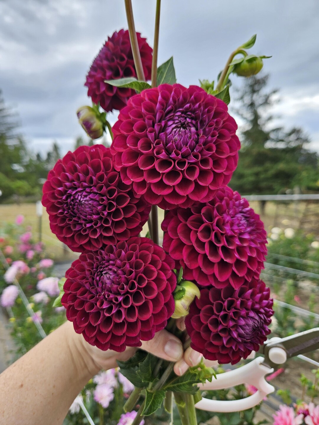 Ivanetti Dahlia Tuber-shipping in April - Etsy