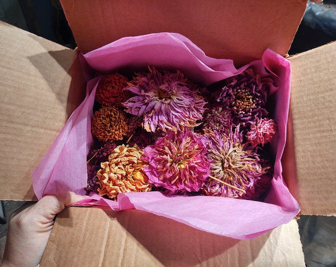 6 Oz Mixed Dried Flower Heads - Etsy