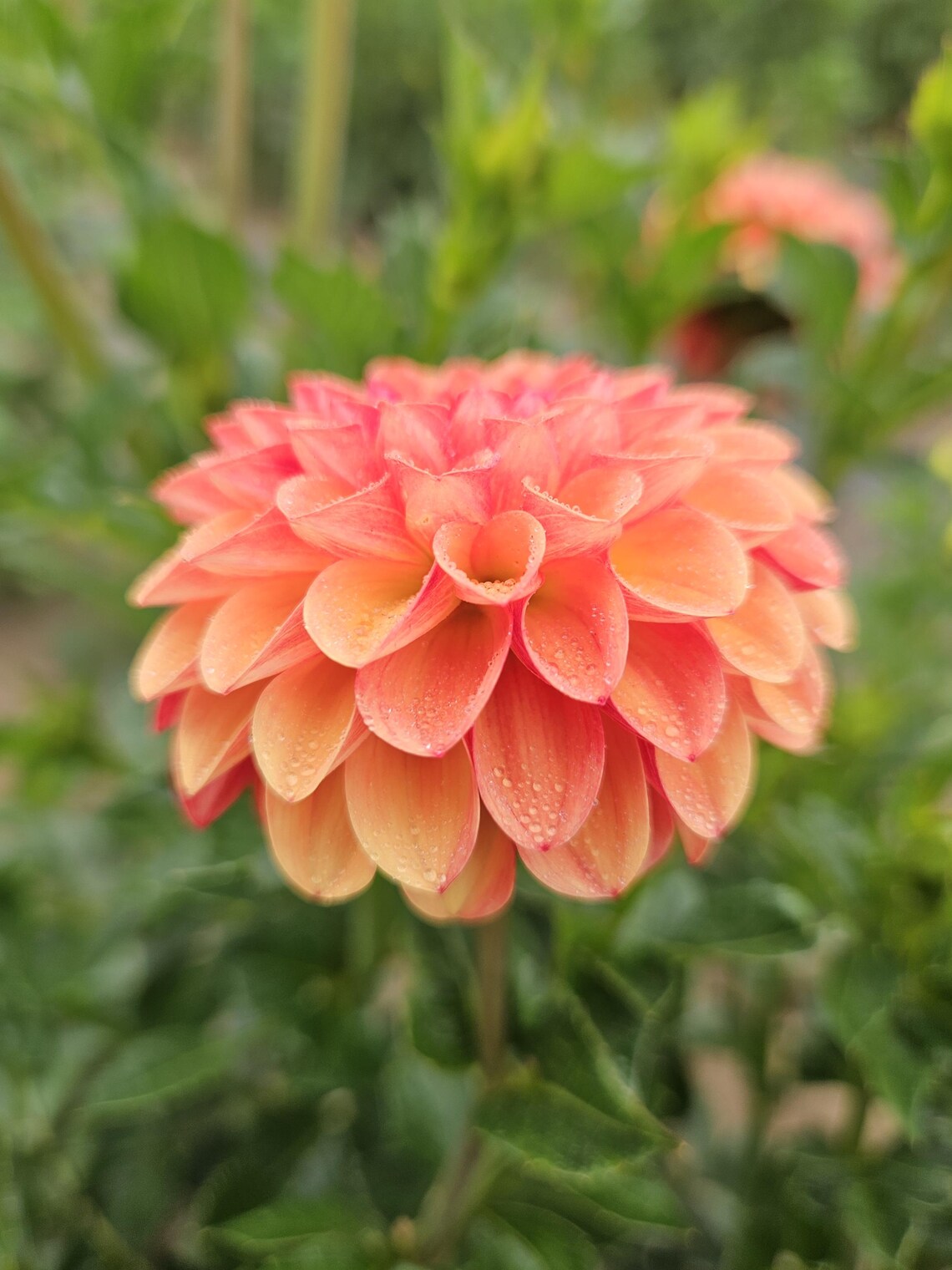 10 Valley Rust Bucket Bulk Tubers - Etsy