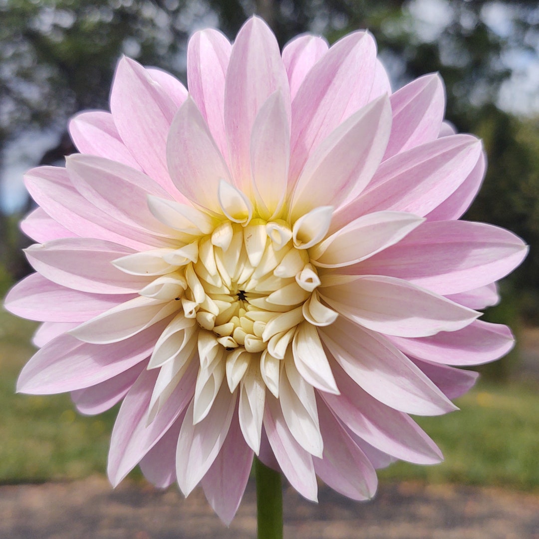Alloway Candy Dahlia Tuber - Etsy