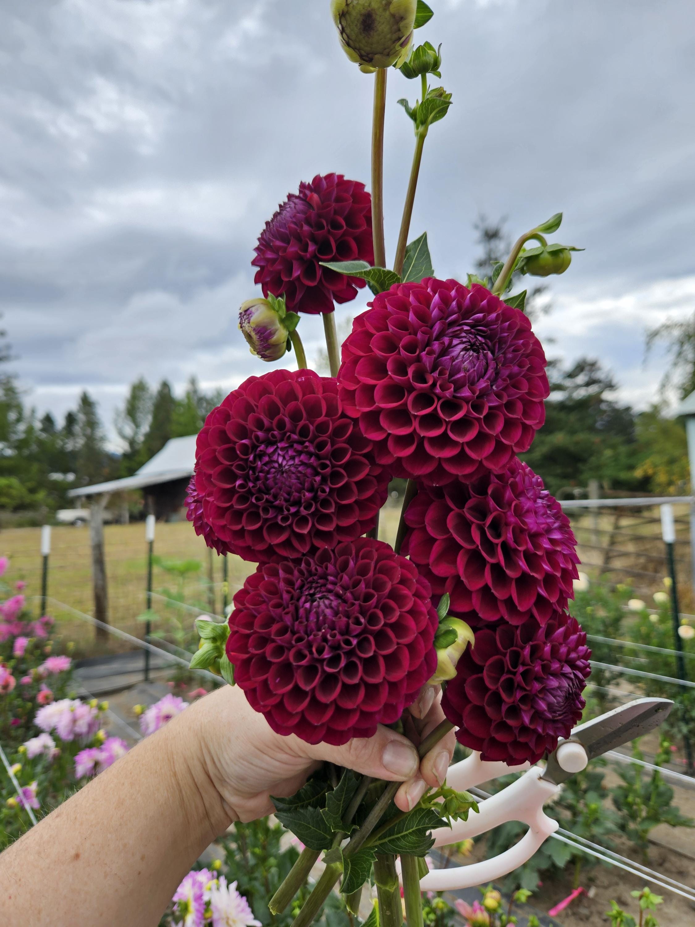 Ivanetti Dahlia Tuber-shipping in April - Etsy