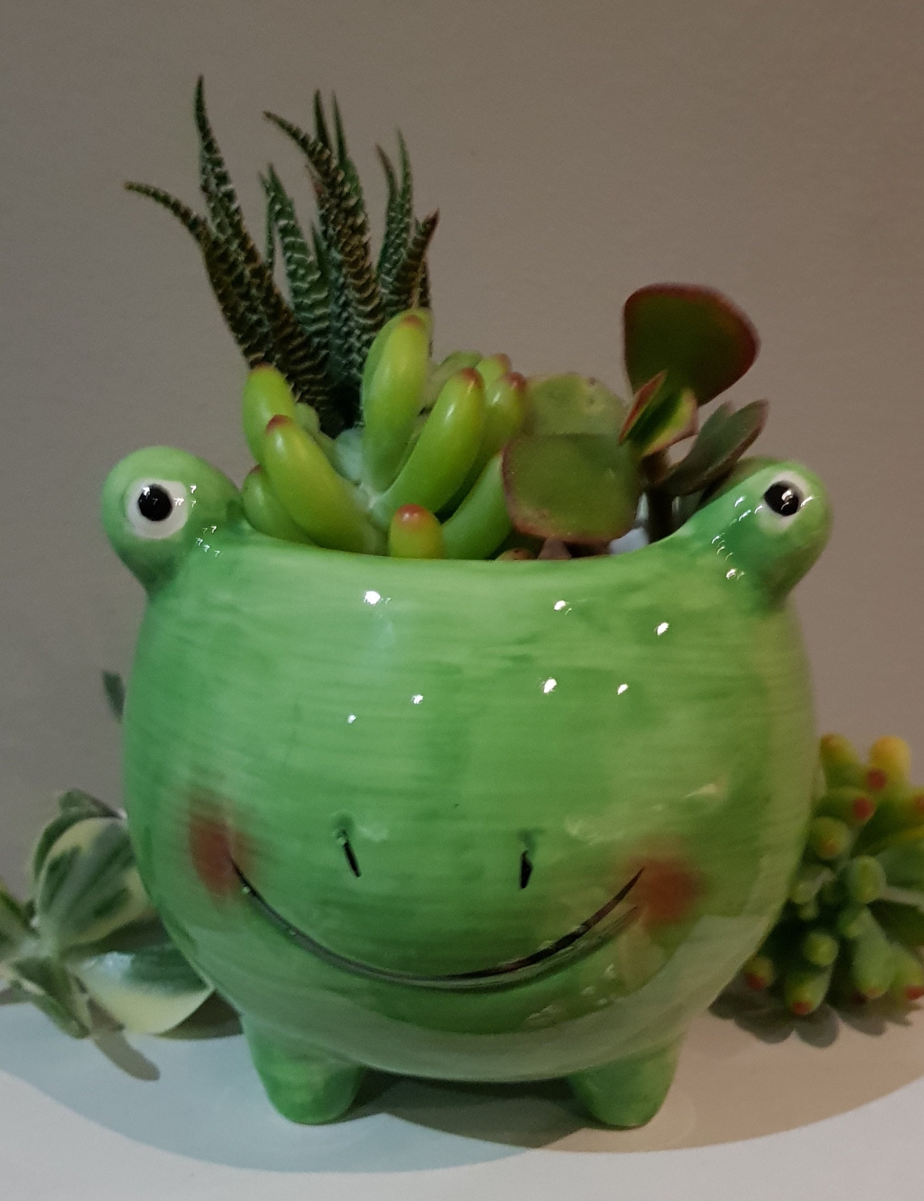 Cute Sea Creatures DIY Succulent Pot Kit - Includes SIX Succulent ...