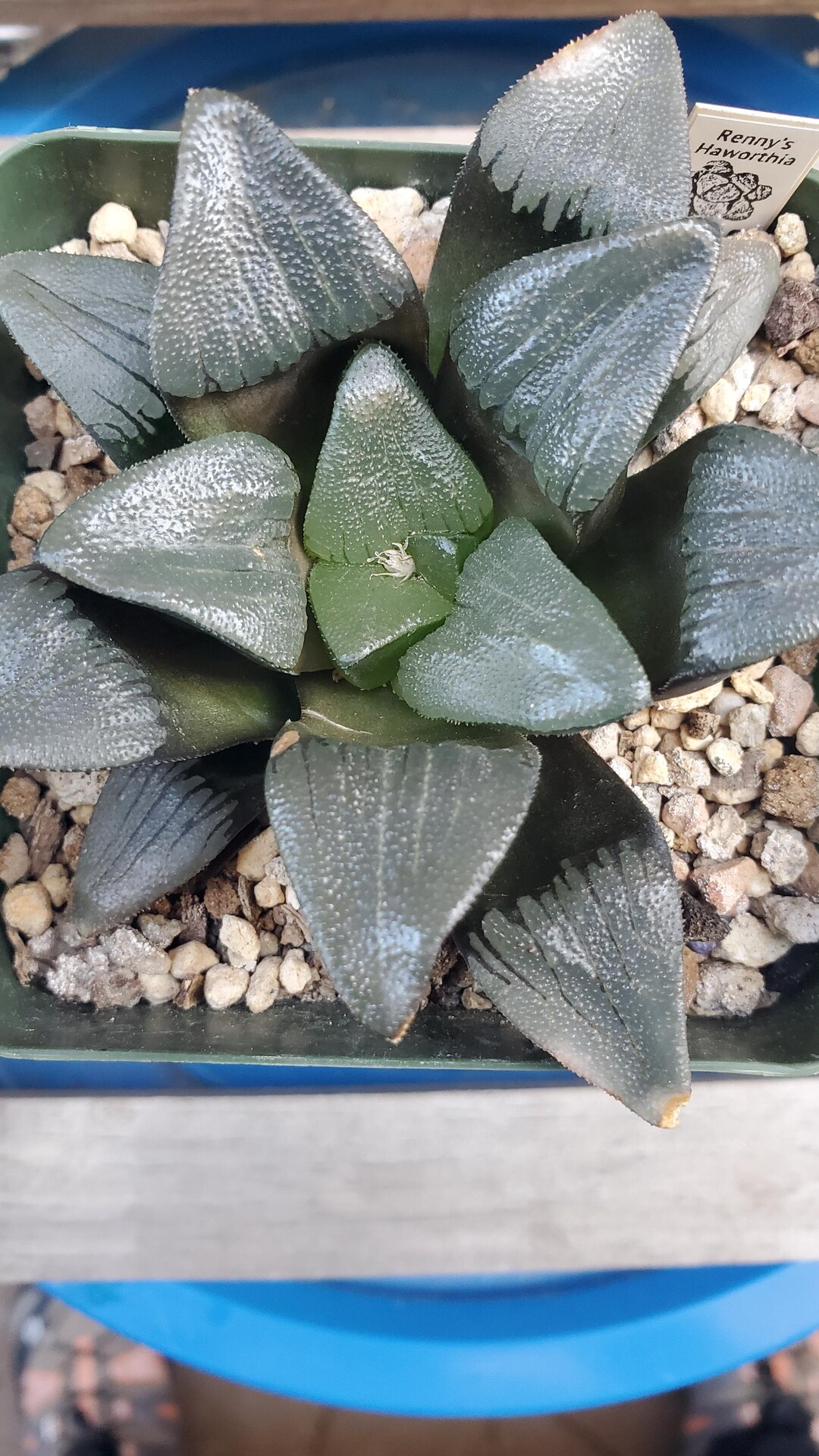 Haworthia Cv Glass Beads Ex Renny - Etsy