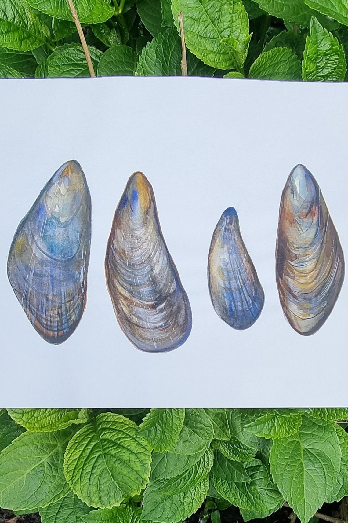 Schelpen Aquarel , Schelpen Schilderij , Kustkunst, Wanddecoratie ...