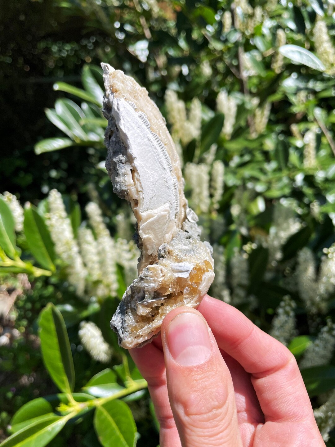 Florida Fossil Calcite Clam in Matrix - Etsy