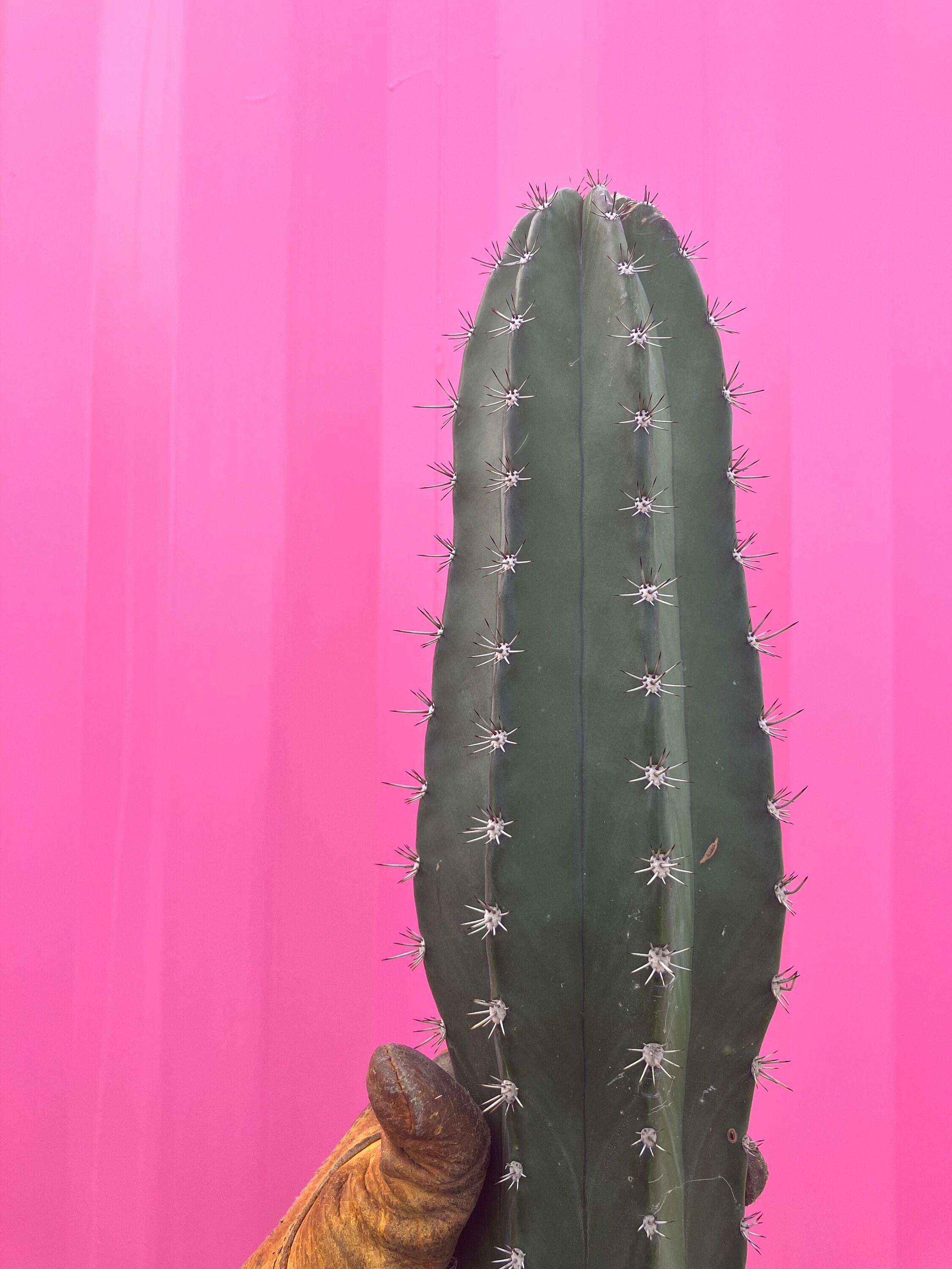 Pachycereus Pecten-aboriginum | Indian Comb Cactus - Etsy