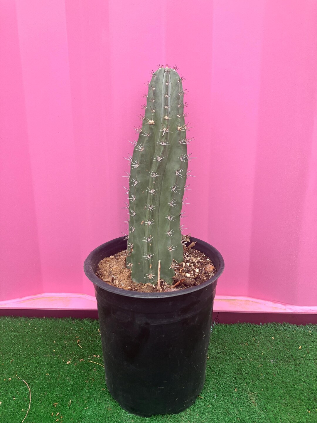 10” Pachycereus Pecten-aboriginum | Indian Comb Cactus | Rooted Cactus ...