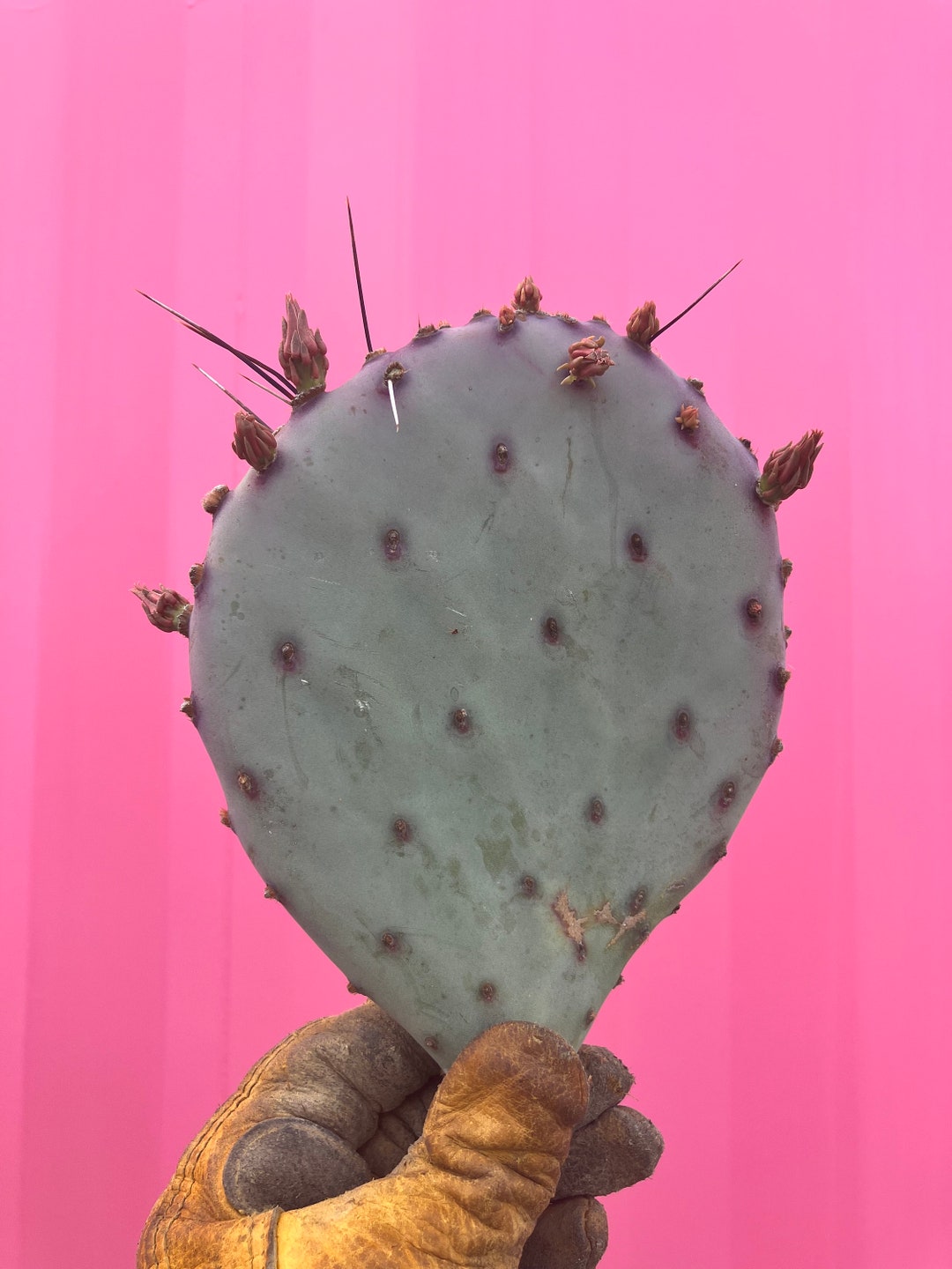 Opuntia Amethyst Wave Cutting - Etsy