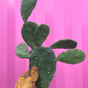 Cochineal Nopal Cactus Cuttings - Etsy