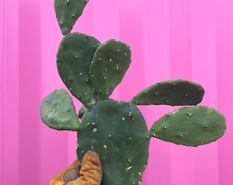 Mini Nopalea Cochenillifera cochineal Nopal Green Cactus Rare Succulent ...