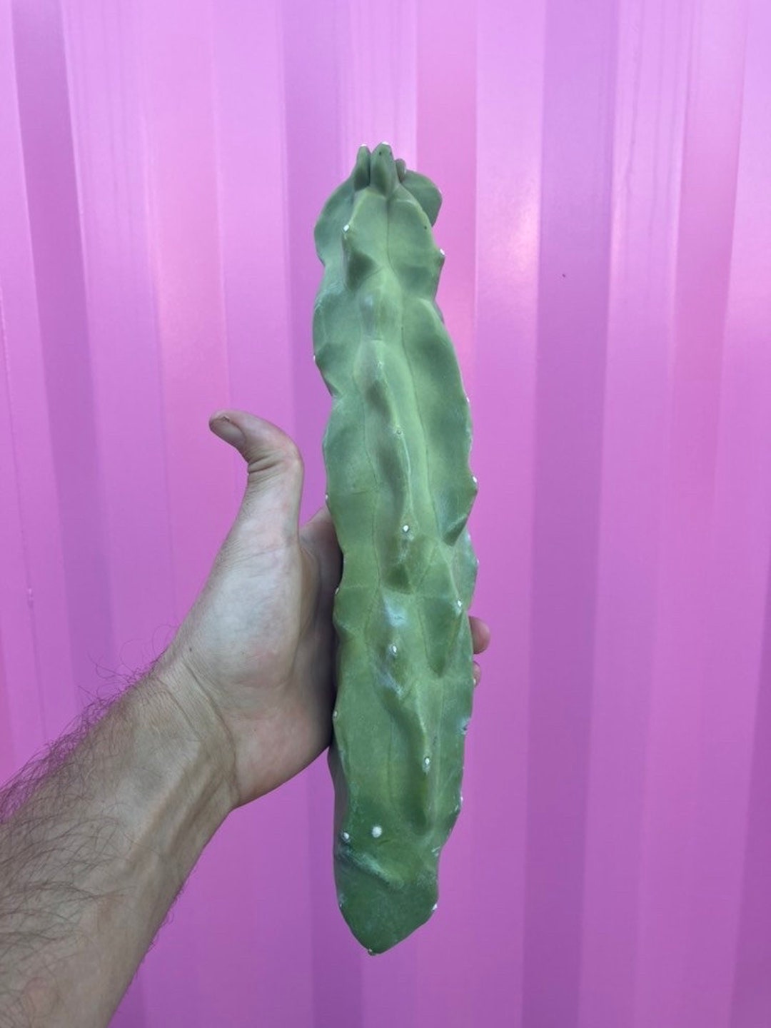 Totem Pole Cactus Minor Cuttings - Etsy