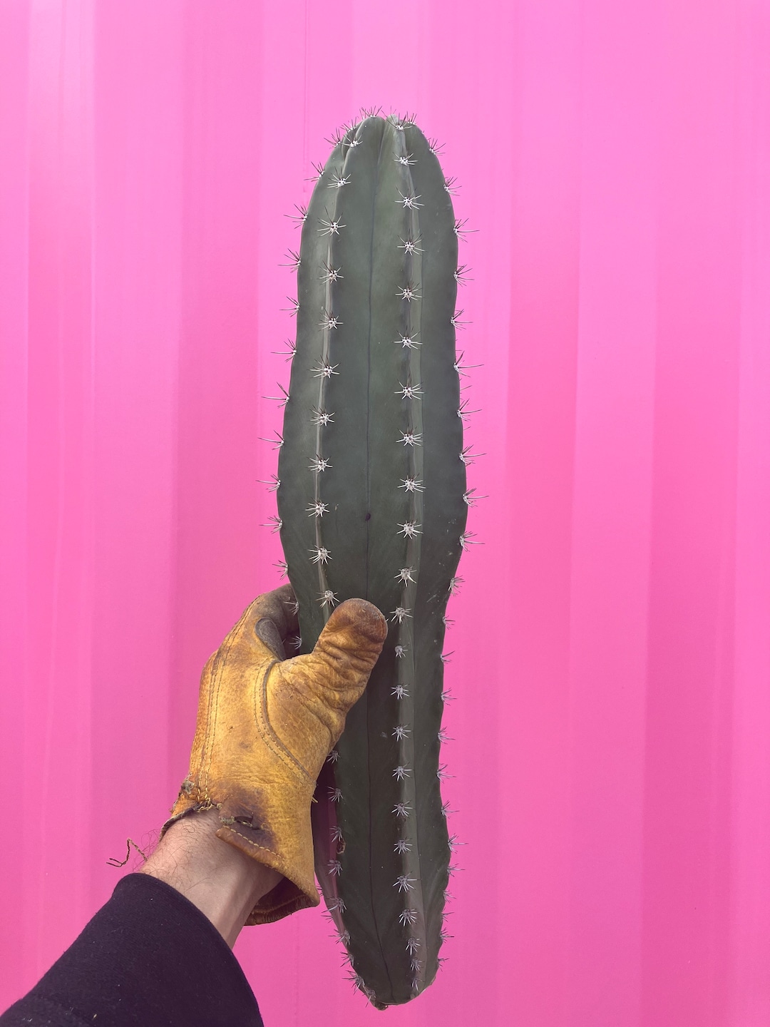 Pachycereus Pecten-aboriginum | Indian Comb Cactus - Etsy