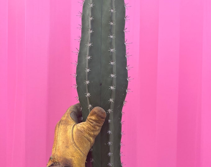 Pachycereus Pecten-aboriginum Indian Comb Cactus - Etsy