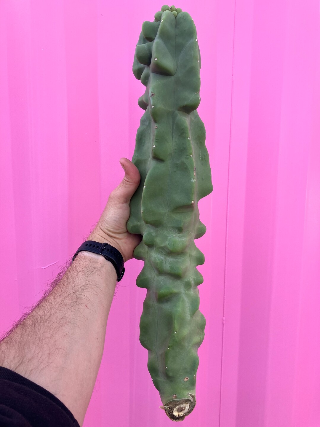 Totem Pole Cactus Major Obesa Cutting 22 Exact Cutting - Etsy