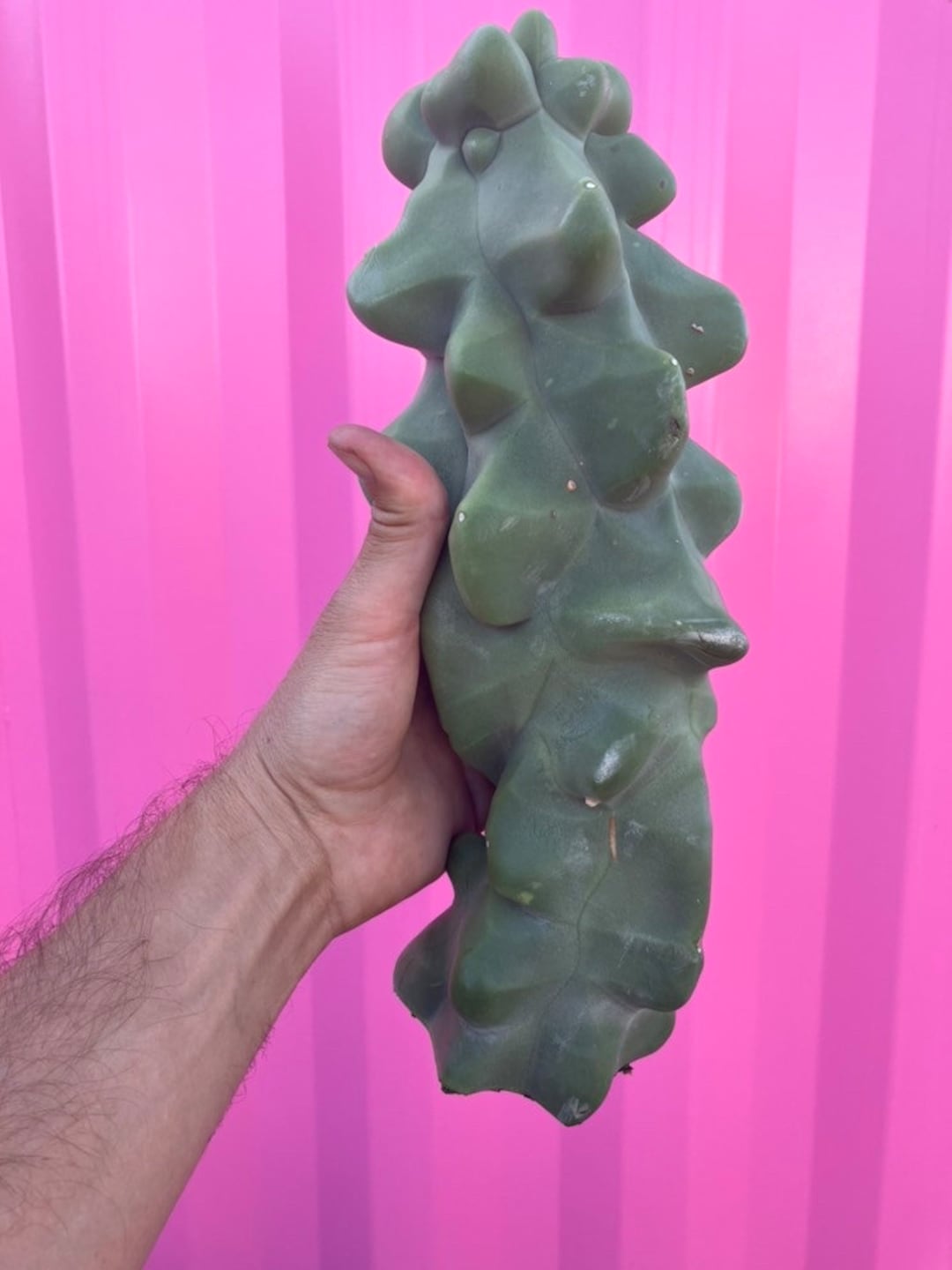 Totem Pole Cactus Major | Obesa Cuttings - Etsy