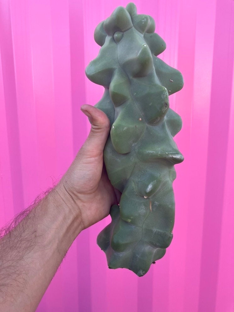 Totem Pole Cactus Major | Obesa Cuttings - Etsy