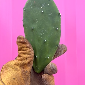 Cochineal Nopal Cactus Cuttings - Etsy