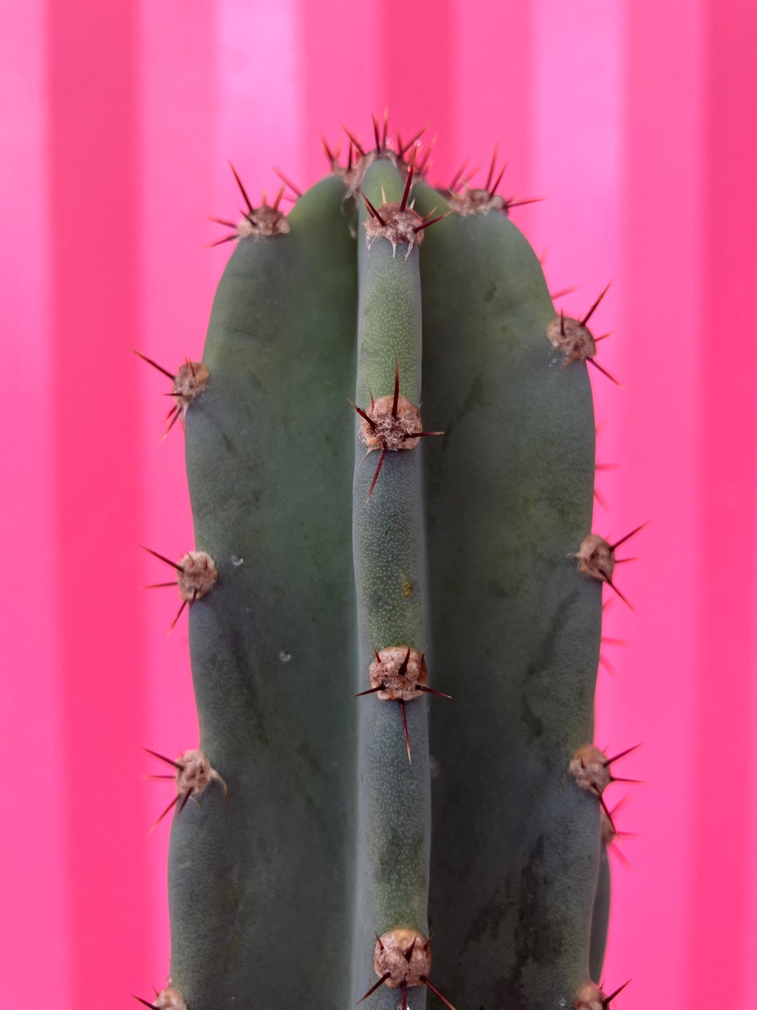 Cereus Peruvianus - Peruvian Apple Cactus Cutting - Etsy