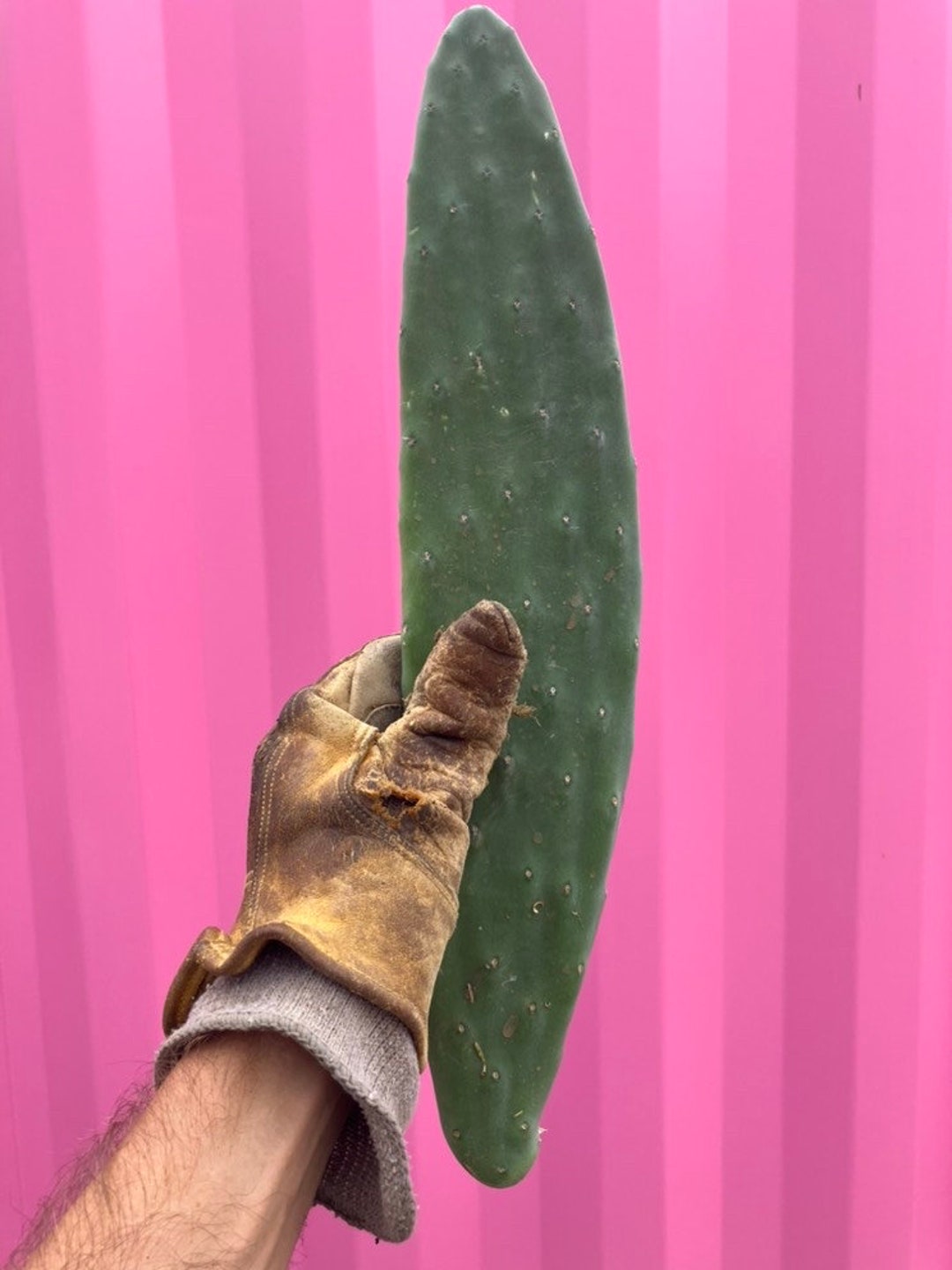 Opuntia Ficus Indica - Elongated Form - Etsy