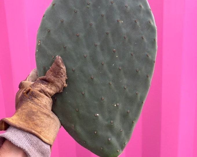 Opuntia Ficus Indica - Rounded Form - Etsy