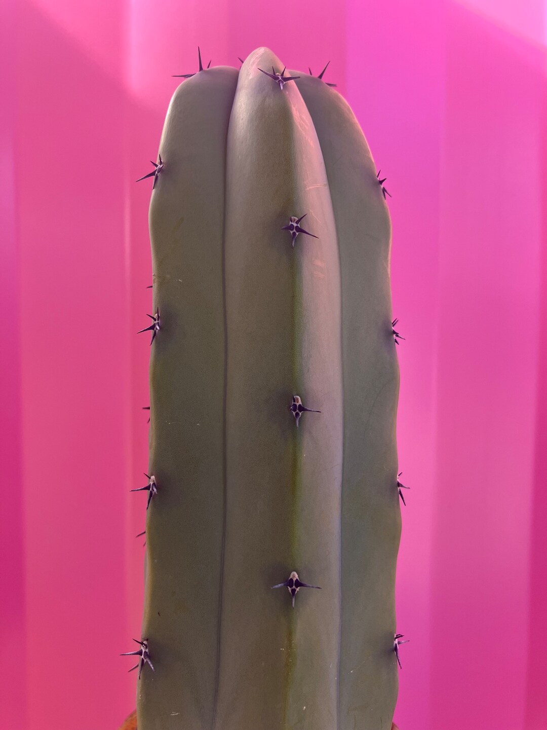 Myrtillocactus Cochal Blue Myrtle Cactus Cutting 9.5 - Etsy