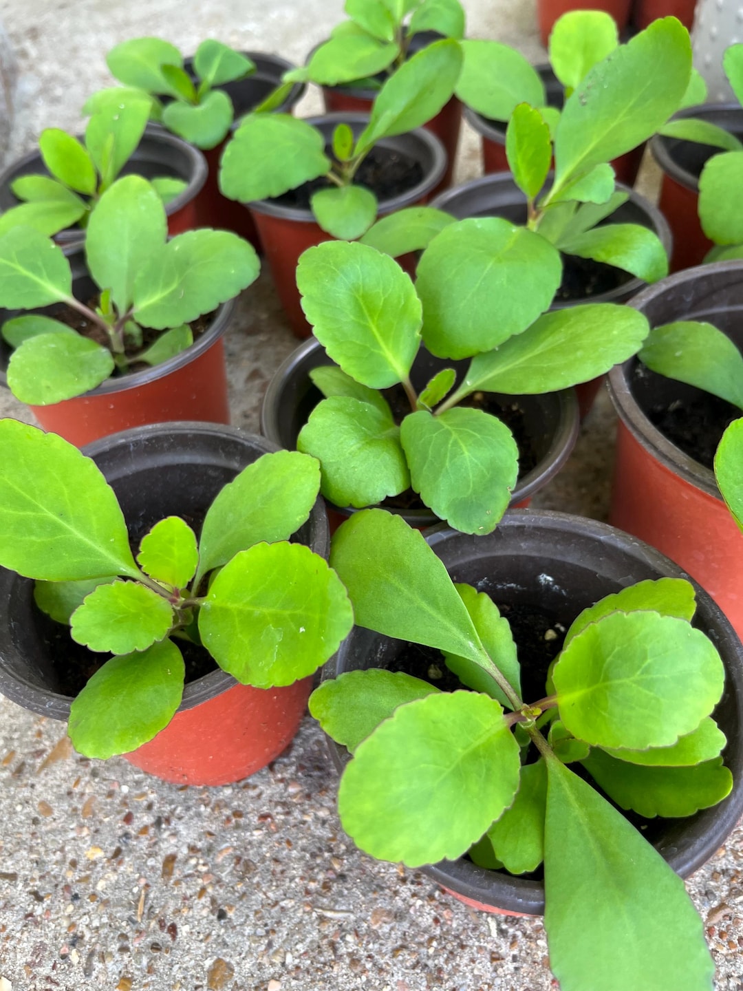 Leaf of Life Starter Plant Miracle Leaf | Tree of Life | TEXAS Home ...