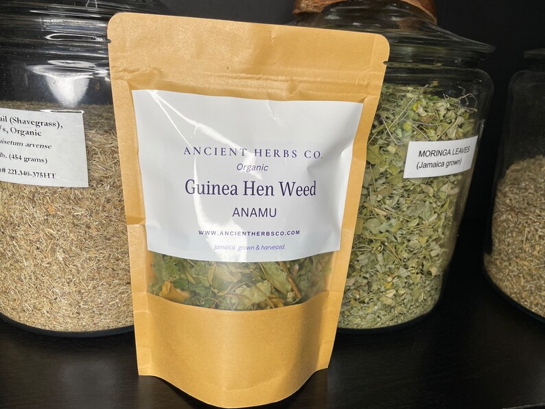 ANAMU Guinea Hen Weed Jamaica Grown Wildcrafted NO CHEMICALS No ...