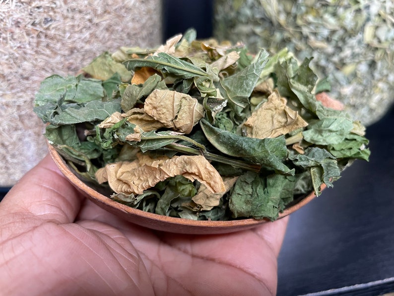 ANAMU Guinea Hen Weed Jamaica Grown Wildcrafted NO CHEMICALS No ...