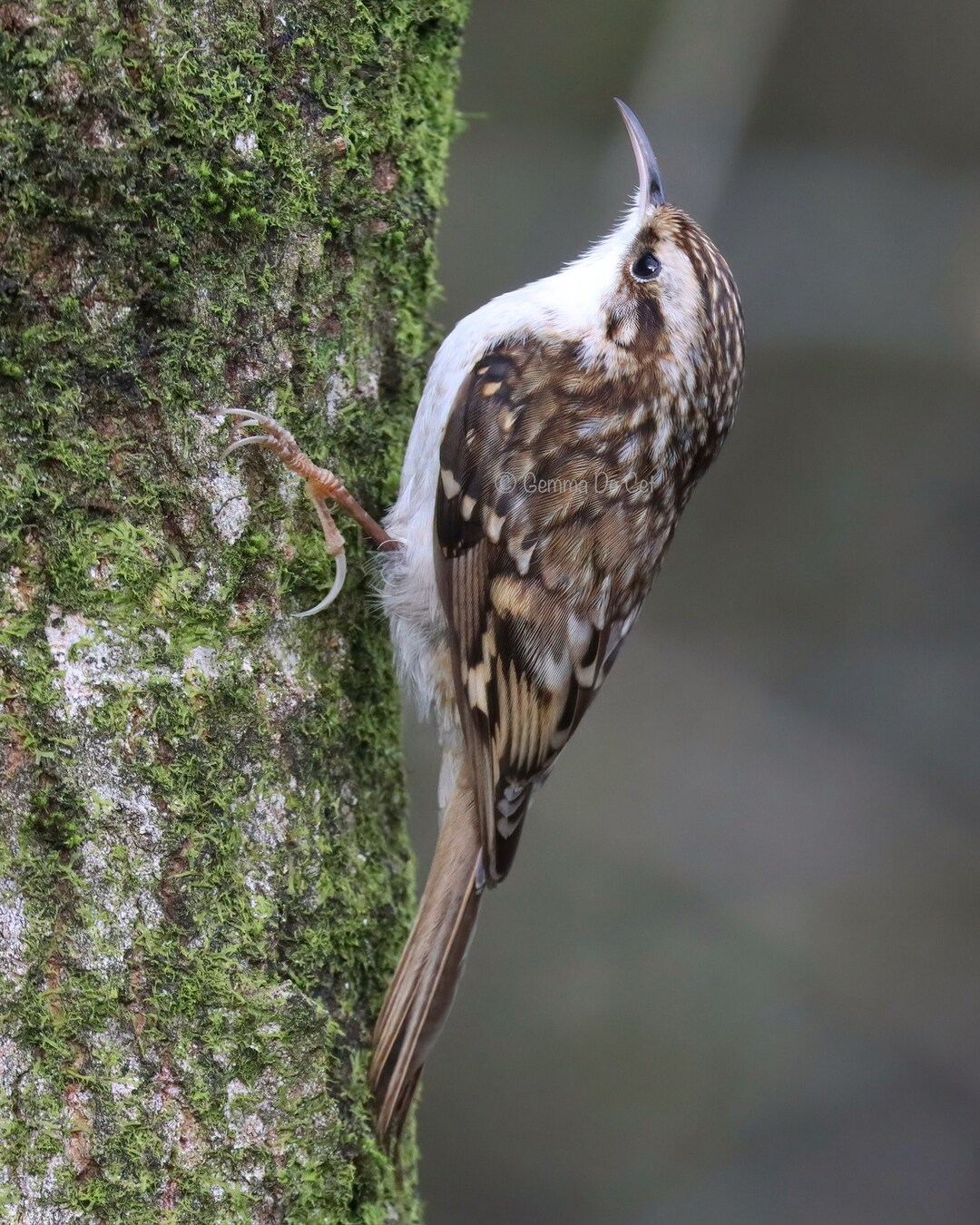 Treecreeper Bird Photo Woodland Bird Wildlife Bird Portrait Bird Lovers ...