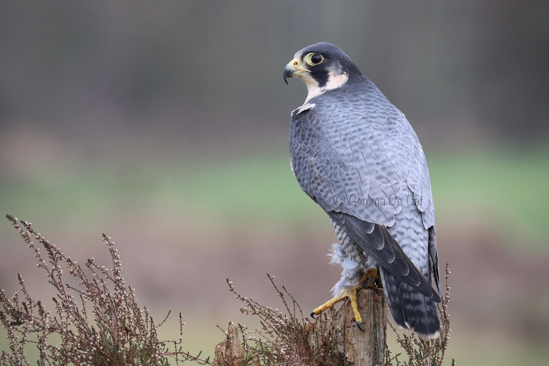 Beautiful Peregrine Falcon Photo Wildlife Photo Gift Bird of Prey Photo ...