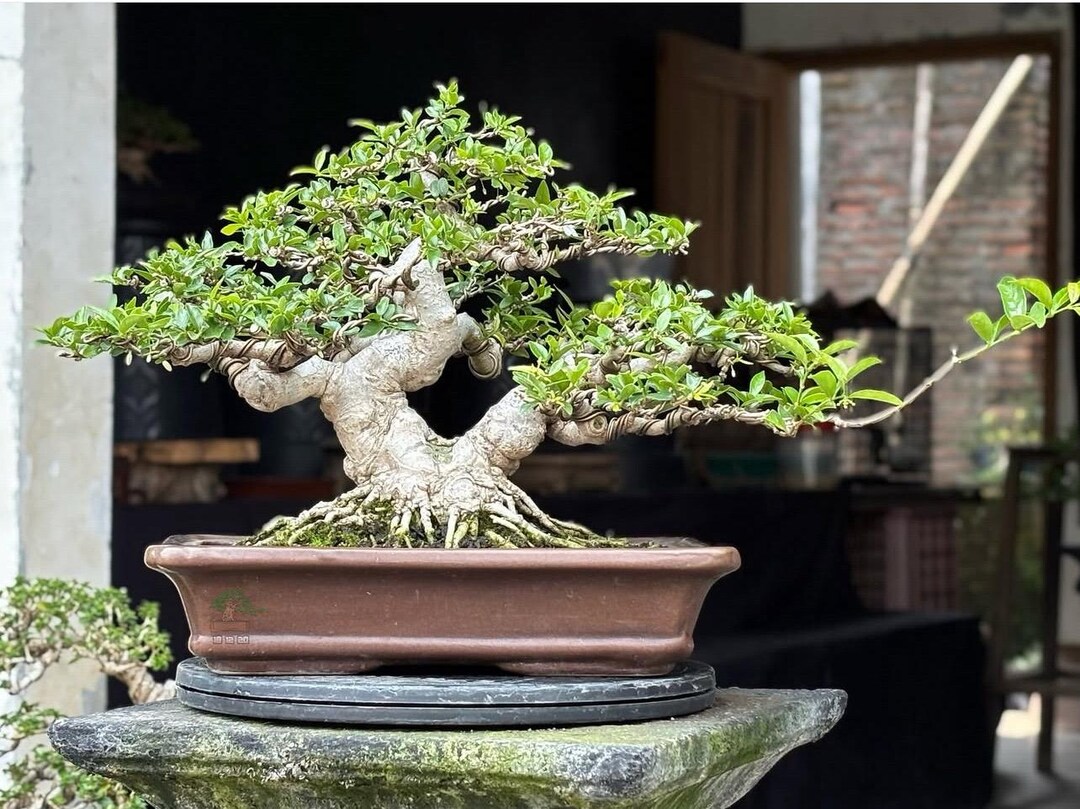 Bonsai Water Jasmine | Wrightia Religiosa Size Small Bonsai Style Dwarf ...