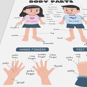 Body Parts Poster Montessori Homeschool Educational Posters for Kids ...