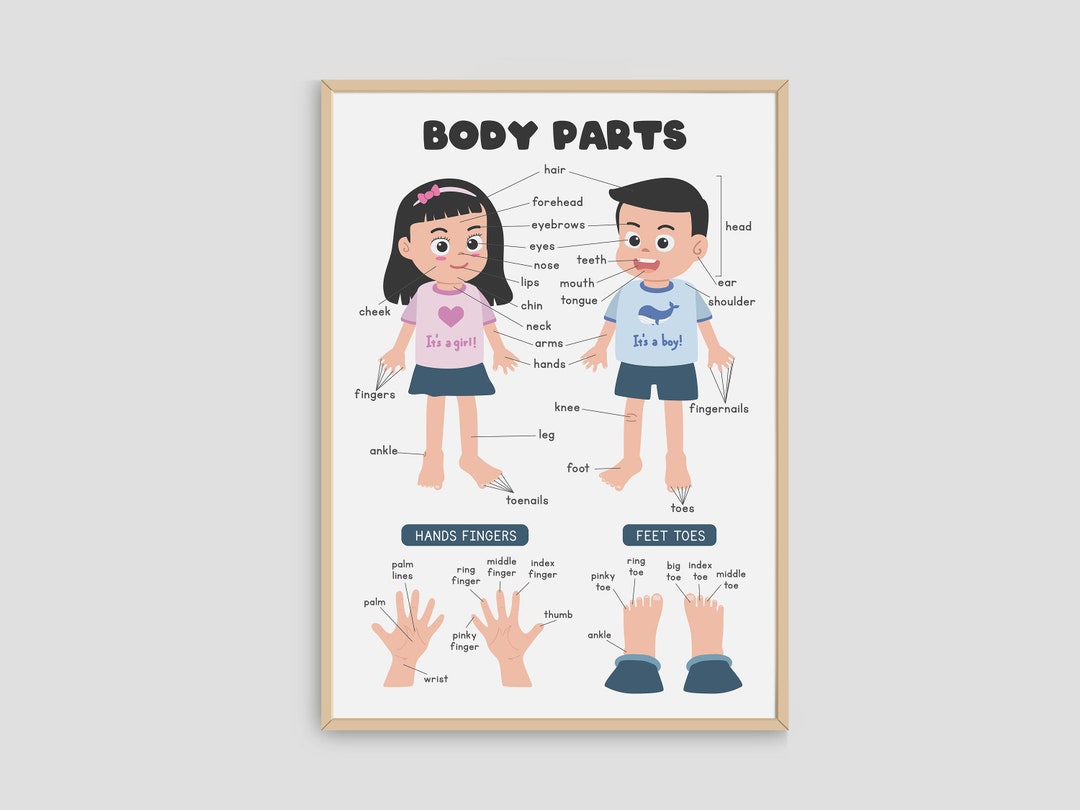 Body Parts Poster Montessori Homeschool Educational Posters for Kids ...