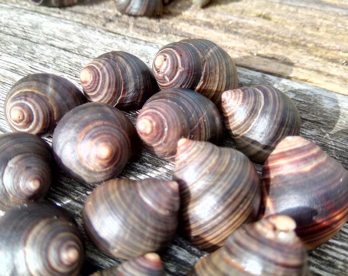 Bulk 50, 100 Banded Periwinkle Seashells, Seashells for Craft, Craft ...