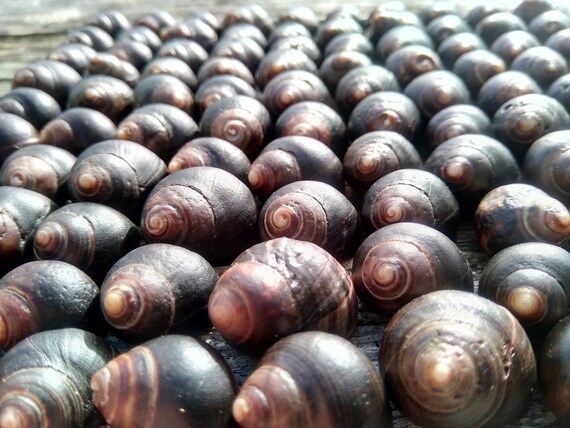 Black Periwinkle Snail