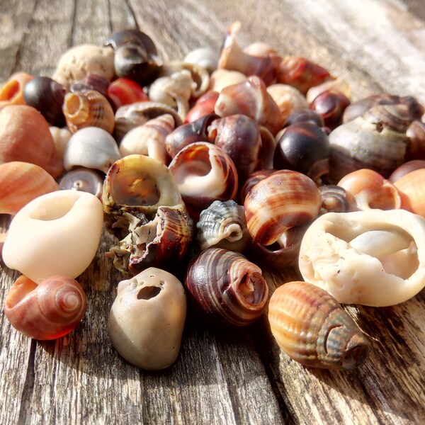 Bulk Seashells - Etsy