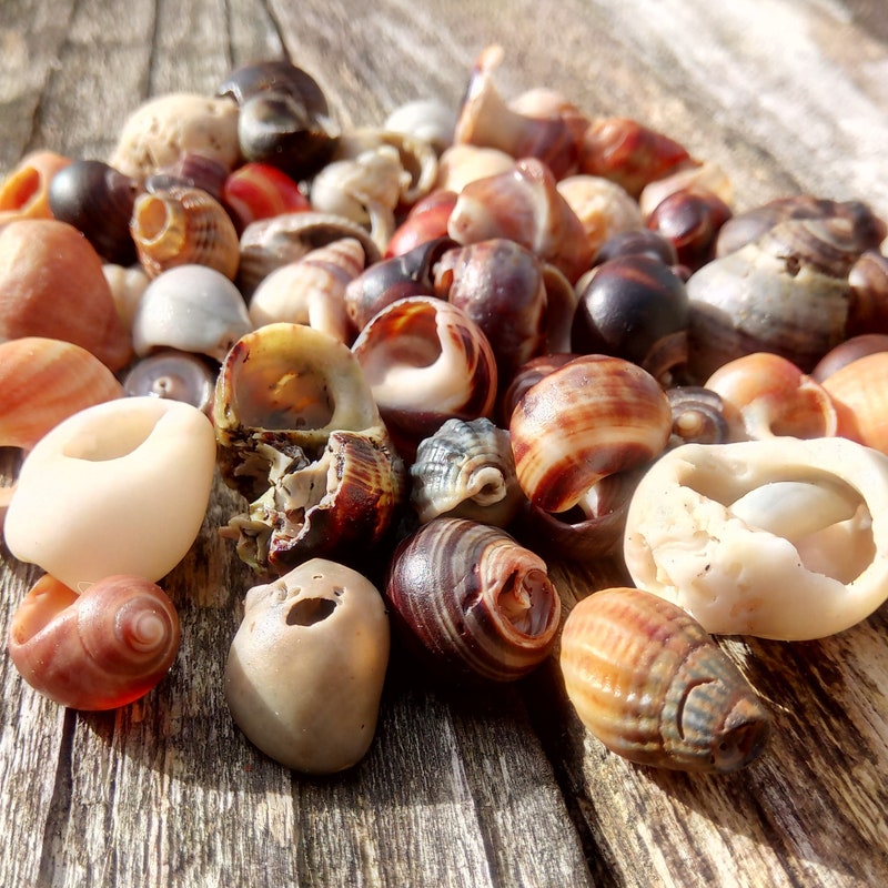 Bulk Seashells - Etsy