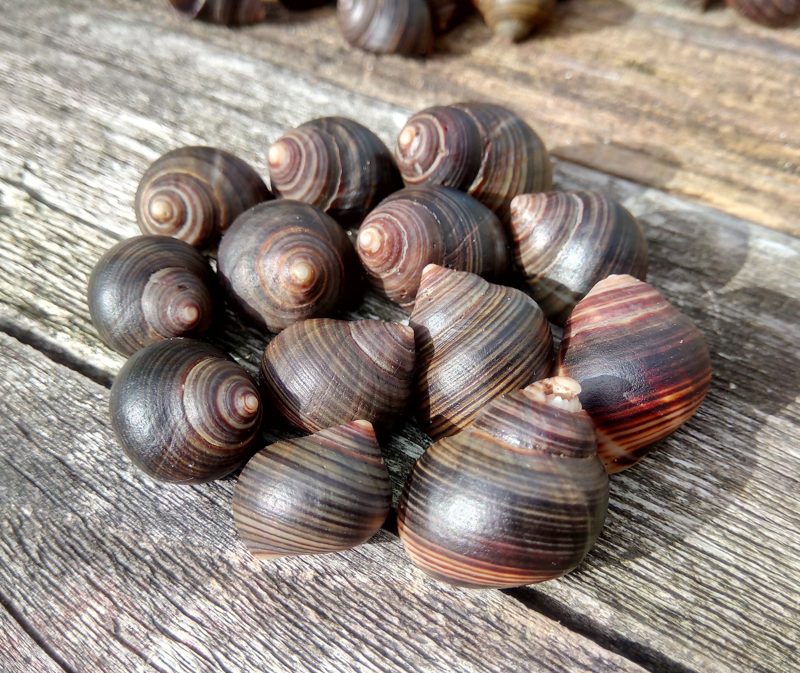 Bulk 50 100 Banded Periwinkle Seashells Seashells for - Etsy