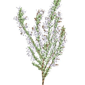 Heather Stem in White and Purple Versions Machine Realistic Embroidery ...