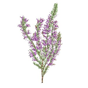 Heather Stem in White and Purple Versions Machine Realistic Embroidery ...