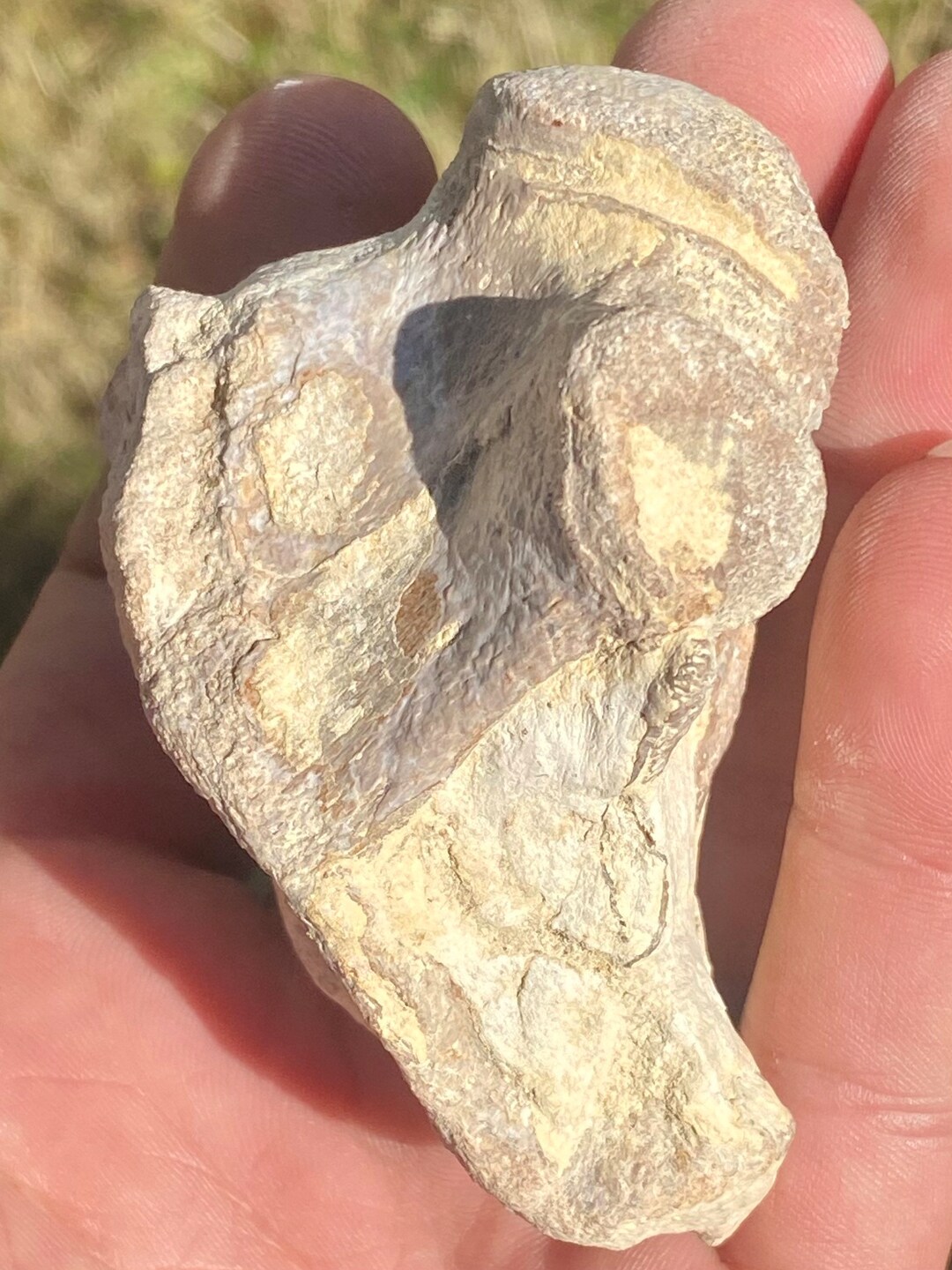 Mosasaurus Tylosaurus Bone - Etsy