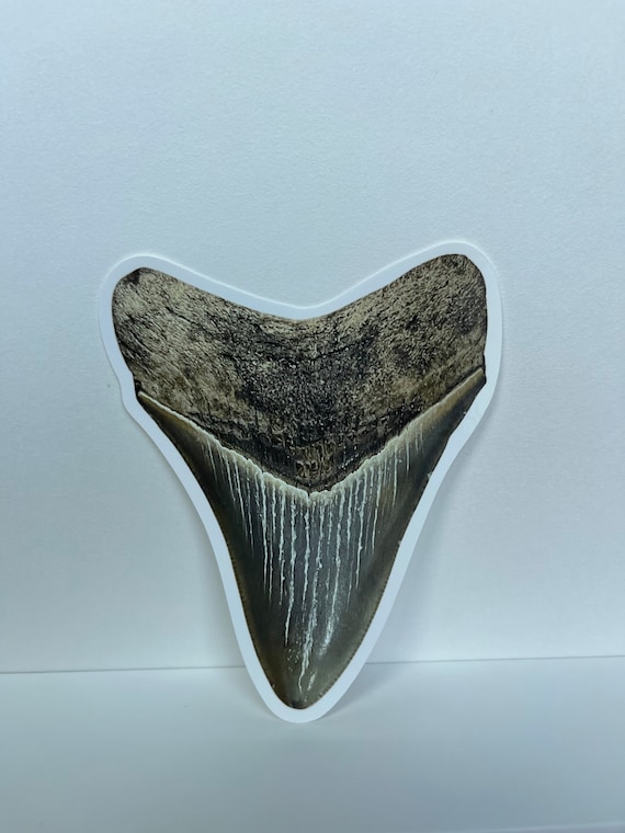 Megalodon Shark Tooth Window Cling Megalodon Tooth Decal - Etsy