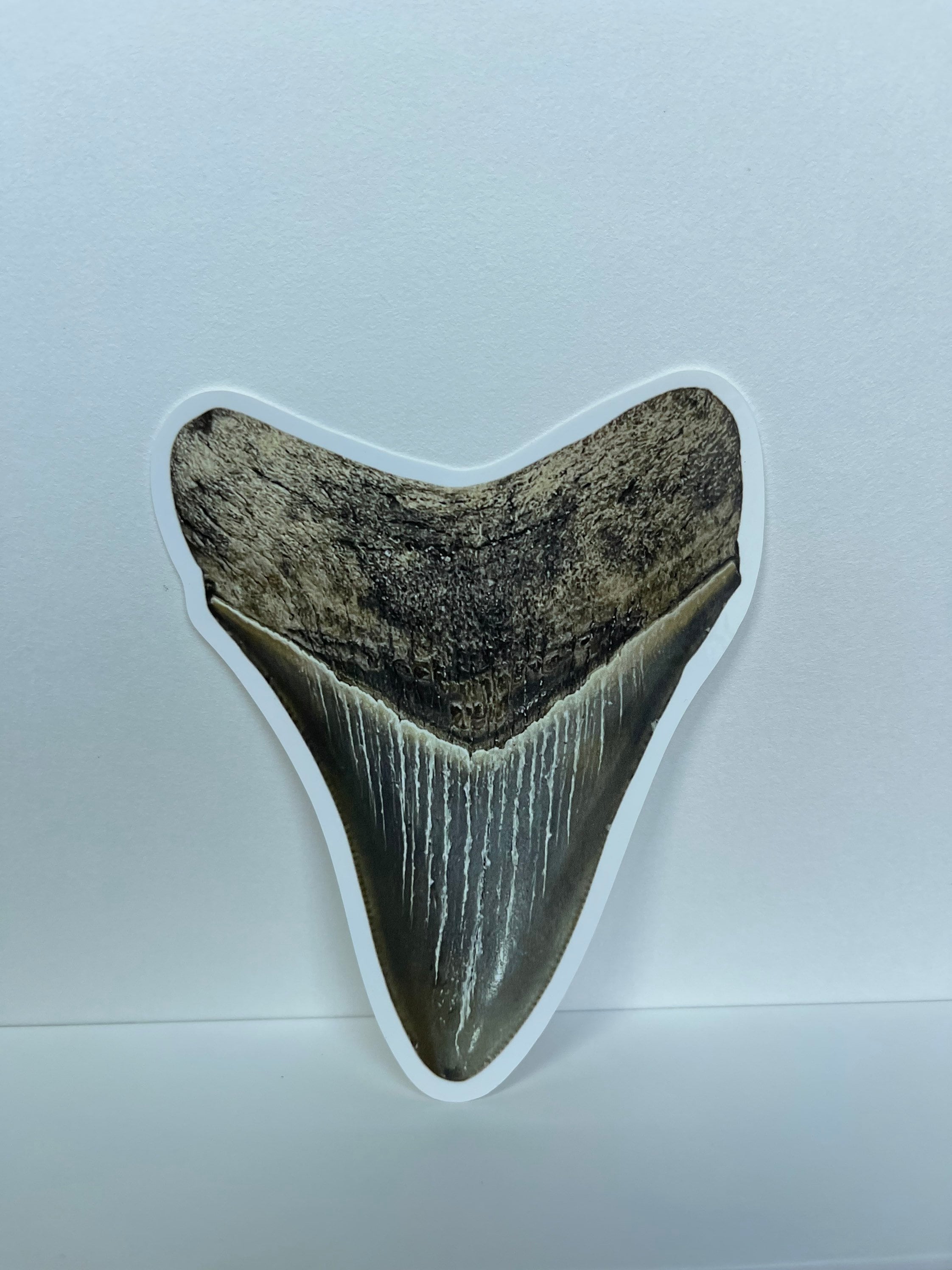 Megalodon Shark Tooth Window Cling | Megalodon Tooth Decal | Removable ...