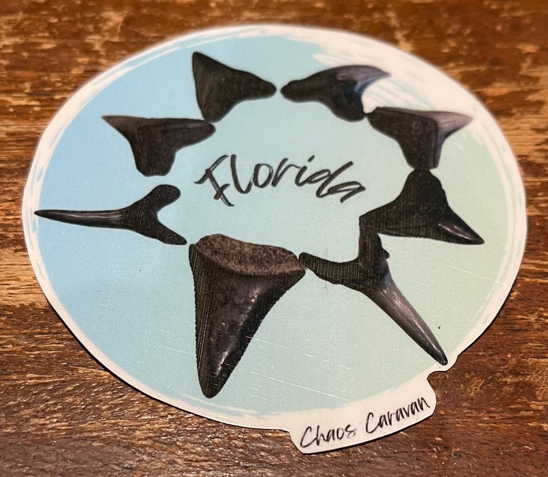Florida Shark Tooth Fossil Circle on Blue Swirl Sticker| Fossil ...