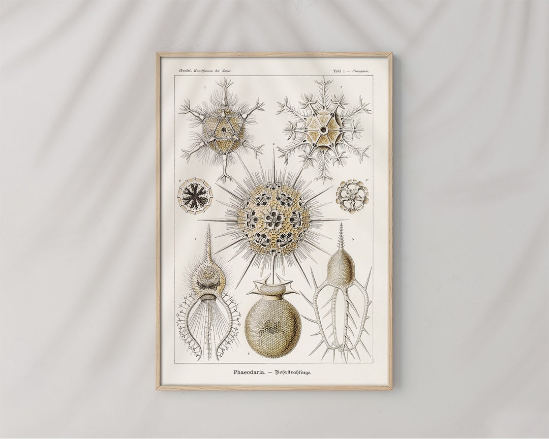 Poster Wall Art Phaeodaria Tube Rays by Ernst Haeckel #RO471 White ...