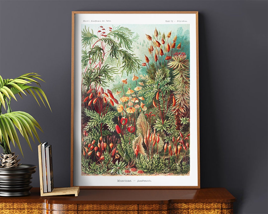 Poster Wall Art Muscinae Laubmoose Moss by Ernst Haeckel Print #RO300 ...