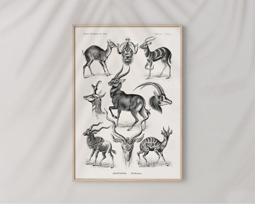 Poster Wall Art Antelopes Poster by Ernst Haeckel #RO494 Grey, Beige ...